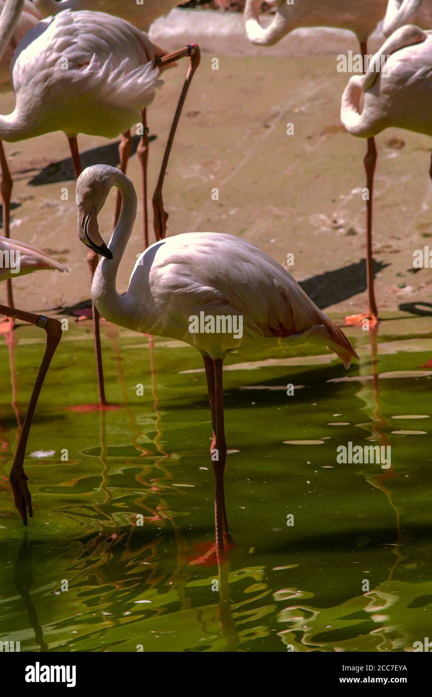 Long necked water bird stand hi-res stock photography and images - Alamy