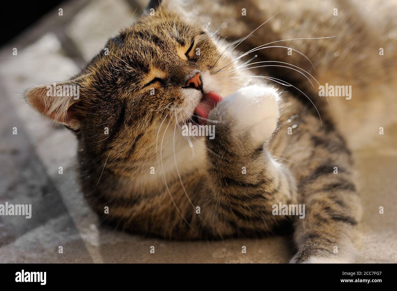 Cat paw in air hi-res stock photography and images - Alamy