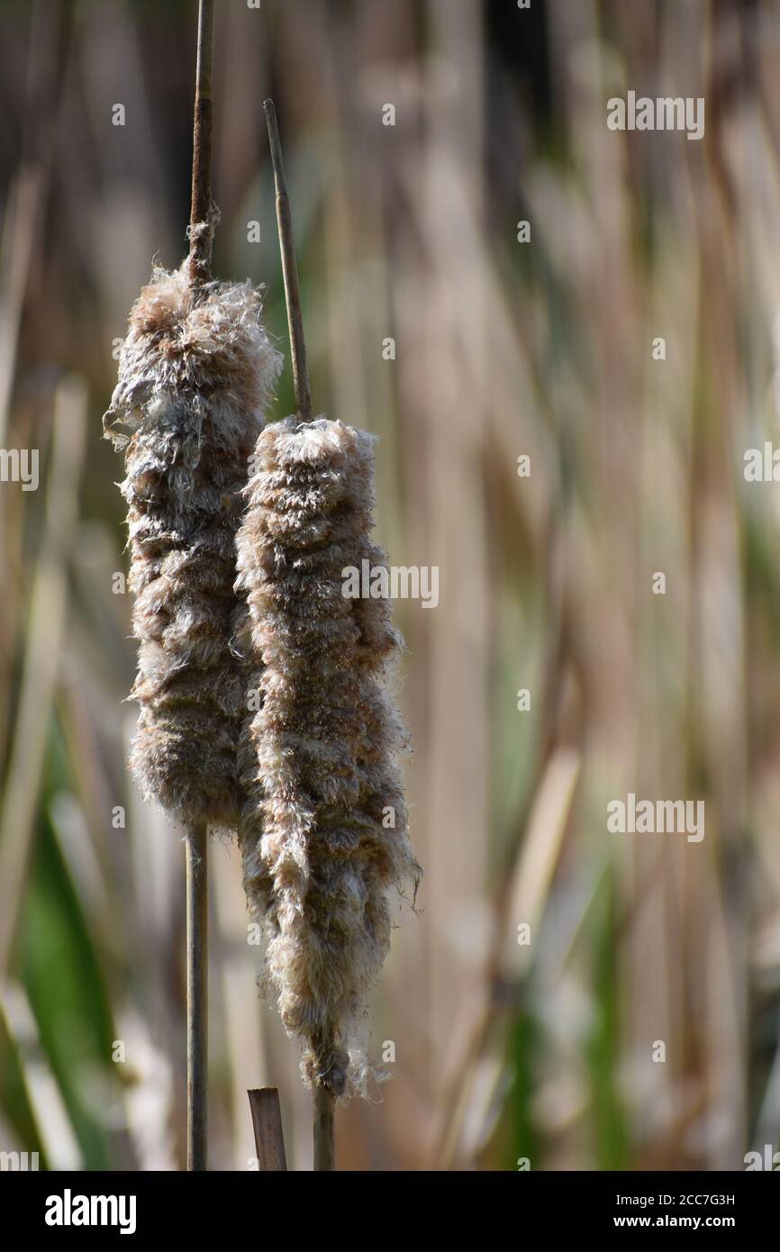 Cattail bloom in fall Stock Photo - Alamy