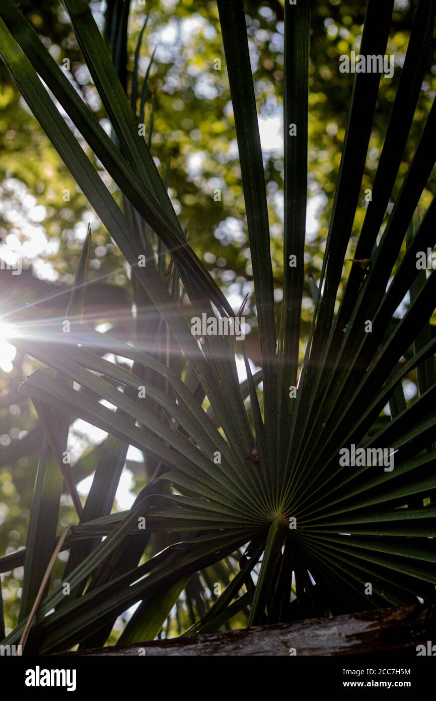 Chinese windmill palm hi-res stock photography and images - Alamy