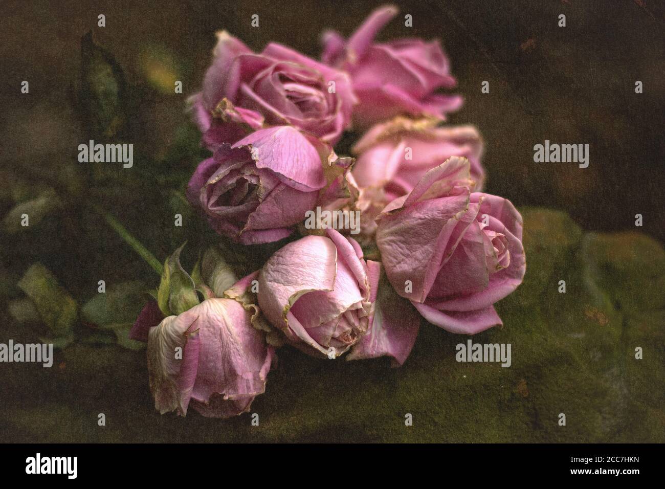 Rock Roses High Resolution Stock Photography and Images - Alamy