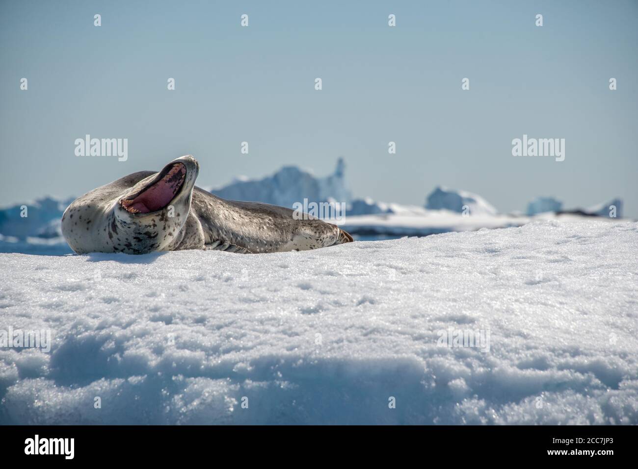 Leopard seal teeth hi-res stock photography and images - Alamy