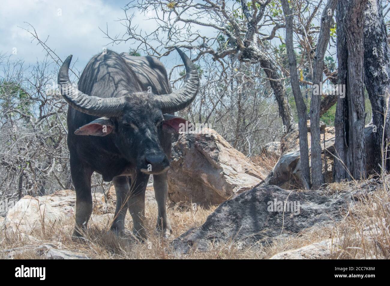 A huge water buffalo (Bubalus bubalis) from Komodo National Park in ...