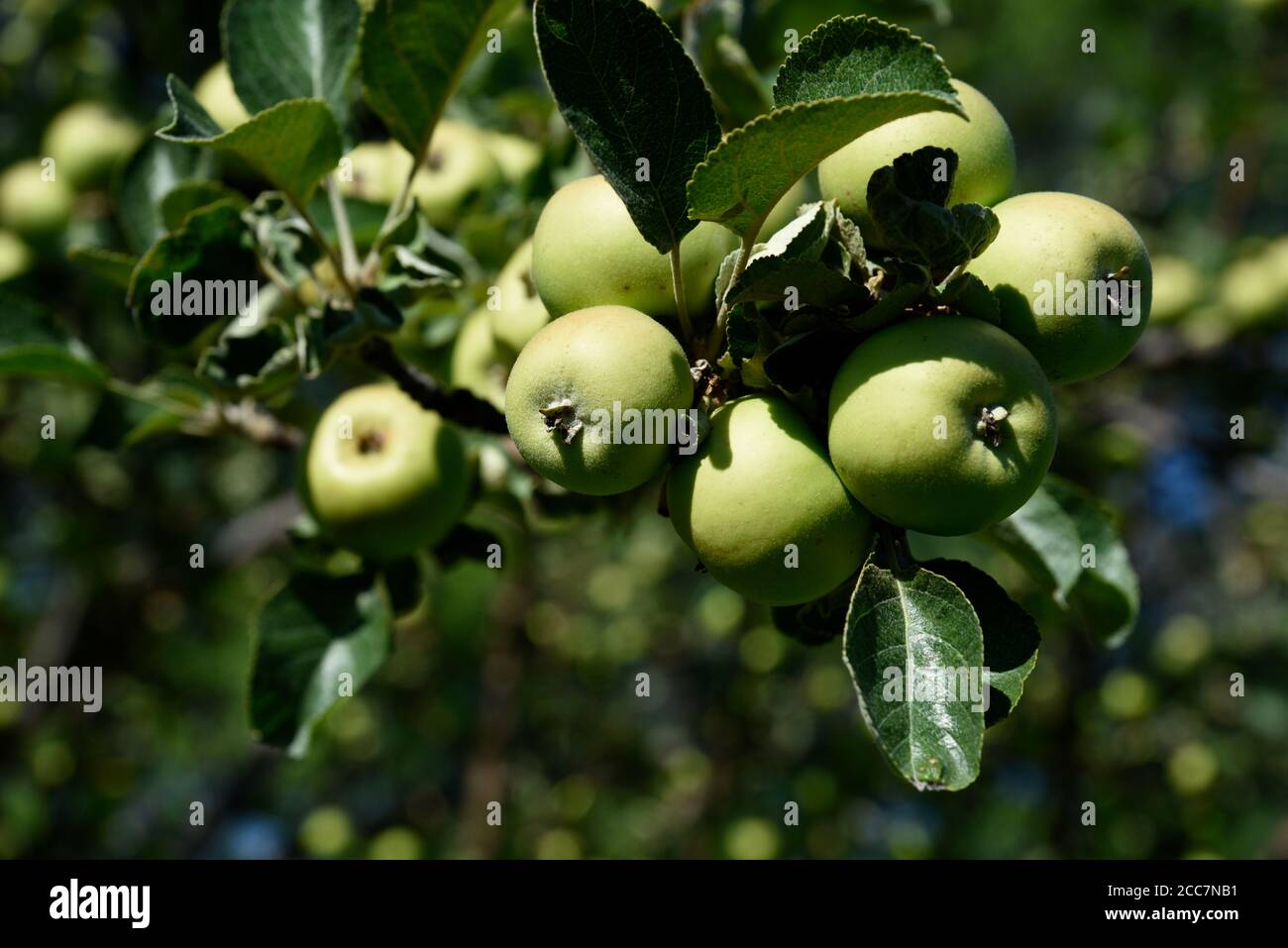 Mexico Agriculture Crop High Resolution Stock Photography and Images ...