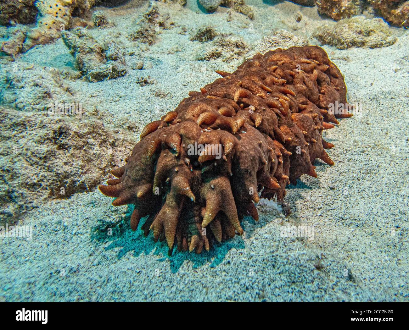 Spiky sea cucumber hi-res stock photography and images - Alamy