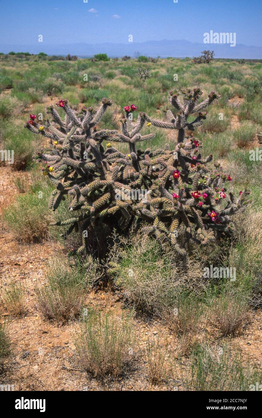 Arizona, USA. A Blooming Cholla Cactus along U.S. Highway 191, near ...