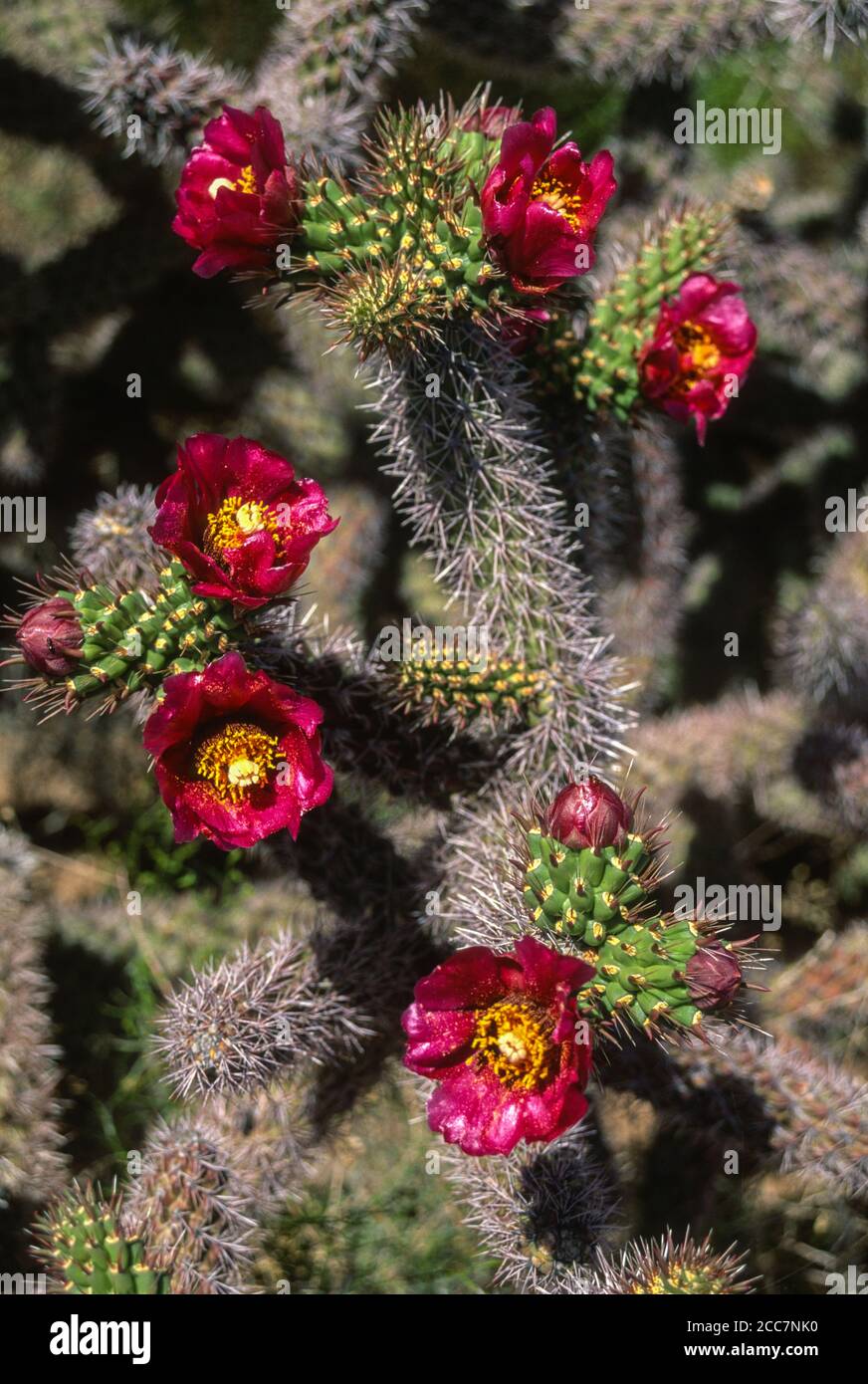 Arizona, USA. A Blooming Cholla Cactus along U.S. Highway 191, near ...