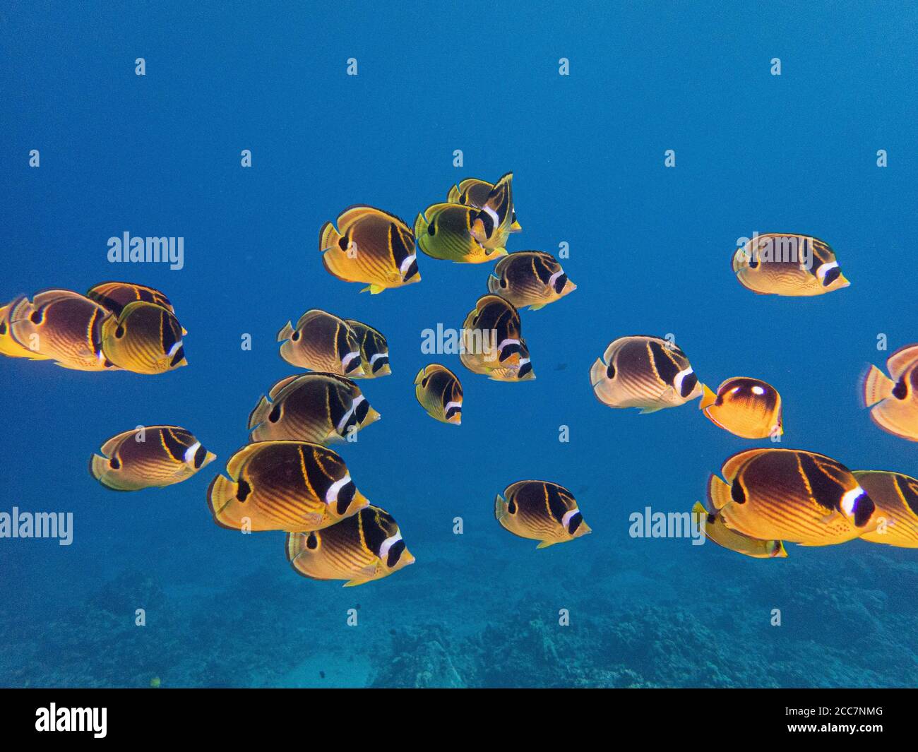 Butterfly fish school hi-res stock photography and images - Alamy