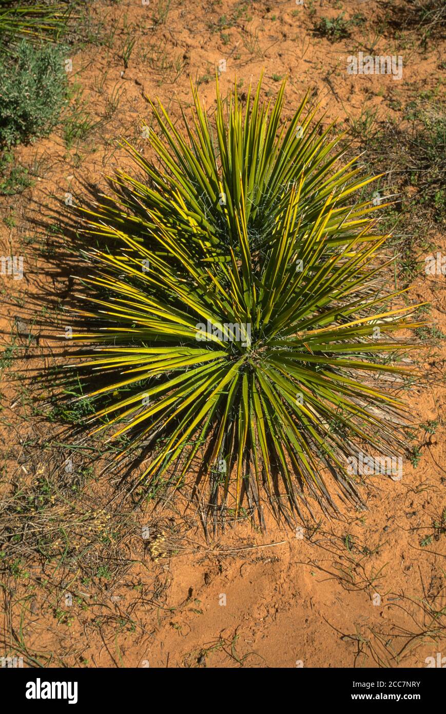 Harriman Yucca, Colorado National Monument, Colorado, USA. Yucca ...