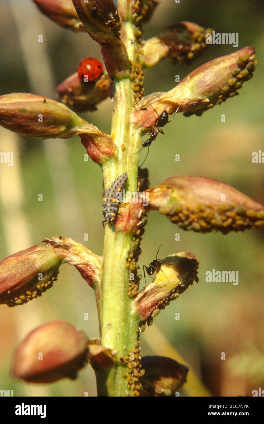 Ants, Aphids, Ladybug, Ladybug Larva. Colorado Stock Photo - Alamy