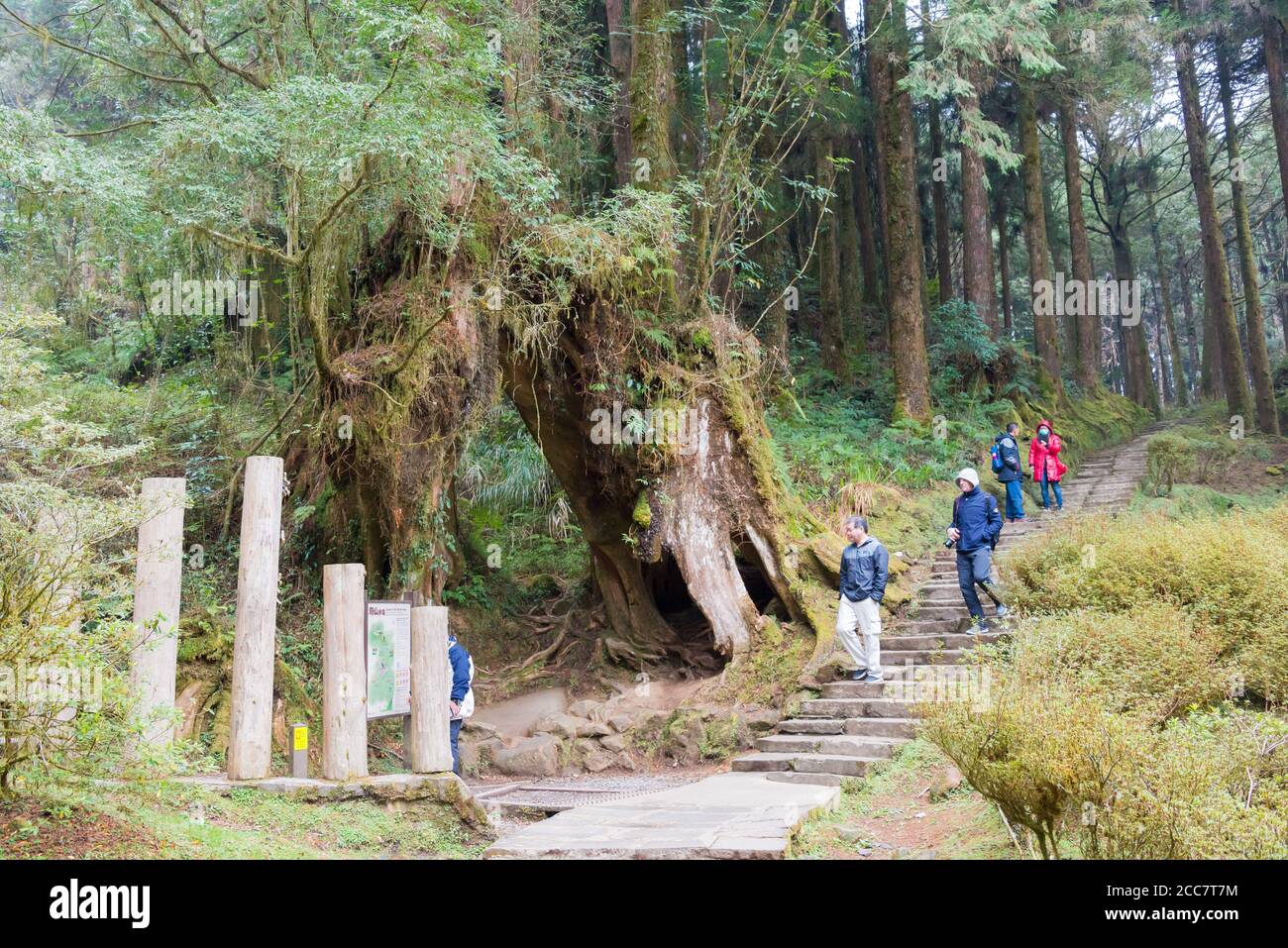 Chiayi County, Taiwan - Forest road at Alishan National Scenic Area in ...