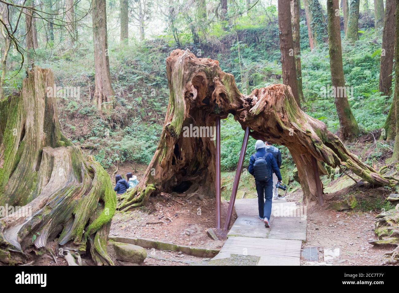 Chiayi County, Taiwan - Forest road at Alishan National Scenic Area in ...