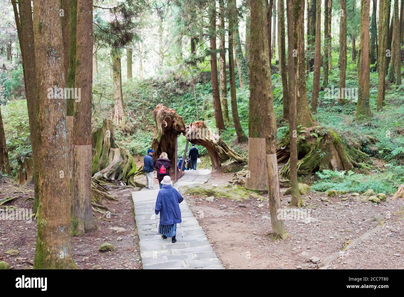 Chiayi County, Taiwan - Forest road at Alishan National Scenic Area in ...