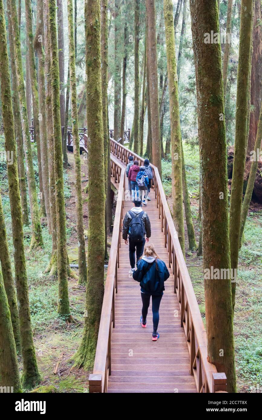 Chiayi County, Taiwan - Forest road at Alishan National Scenic Area in ...