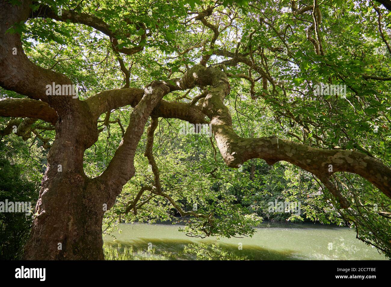 Summer trees hi-res stock photography and images - Alamy