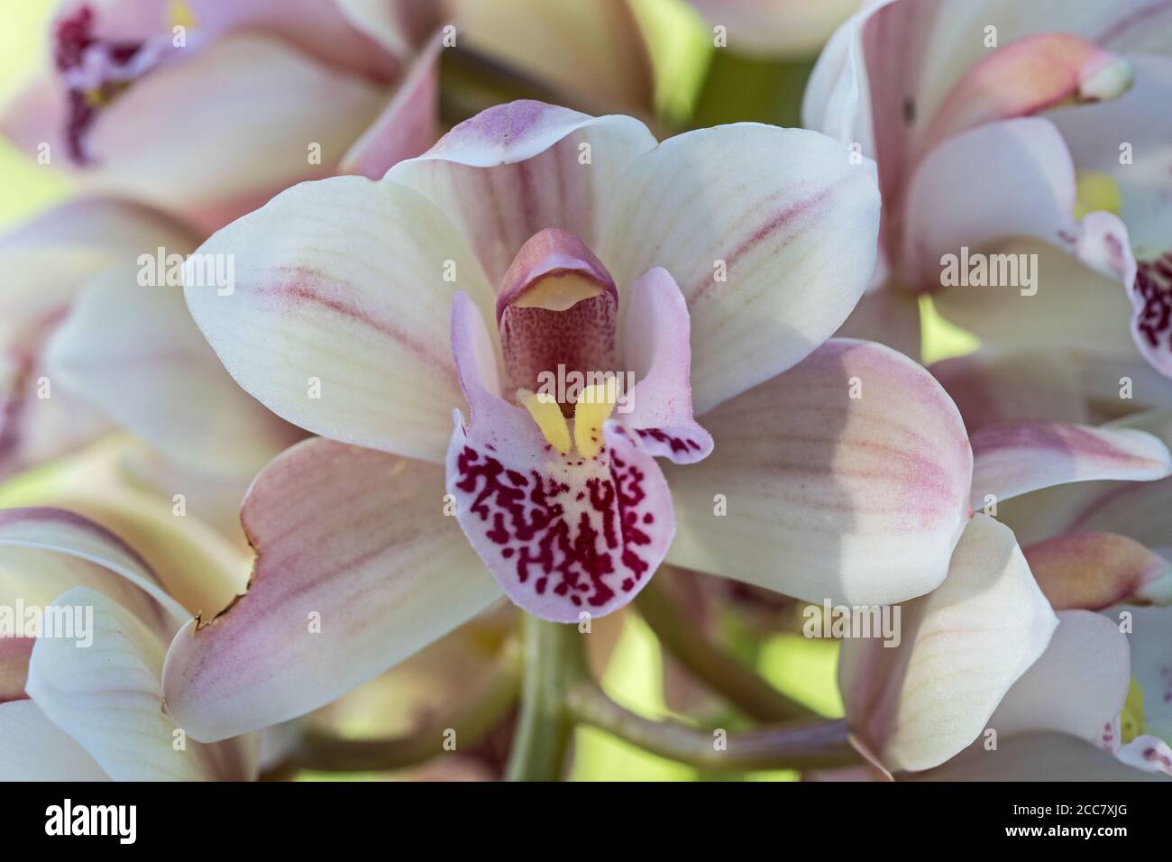 Cymbidium orchids australia hi-res stock photography and images - Alamy