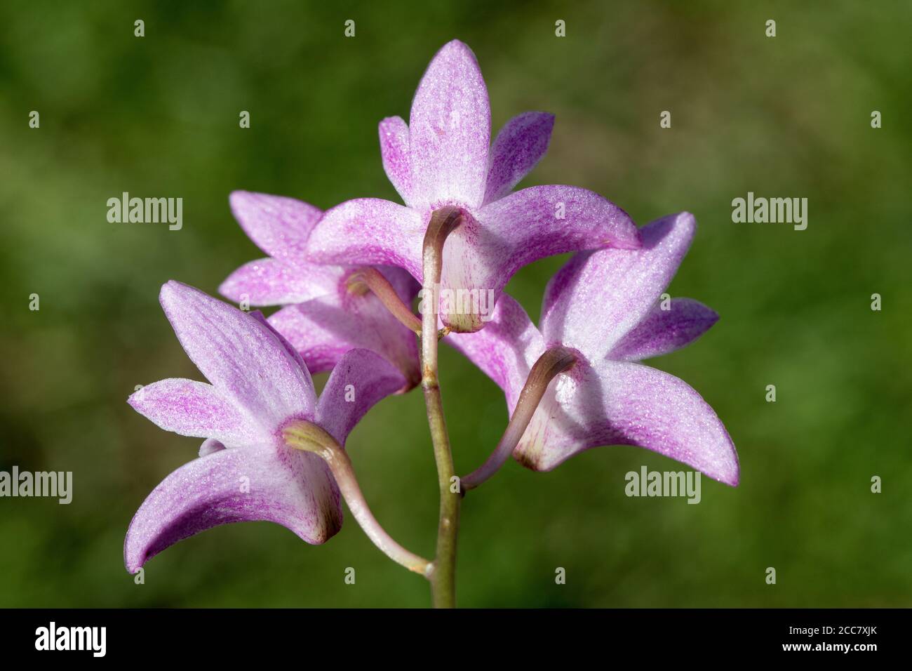 Australian native Dendrobium Orchid in flower Stock Photo - Alamy