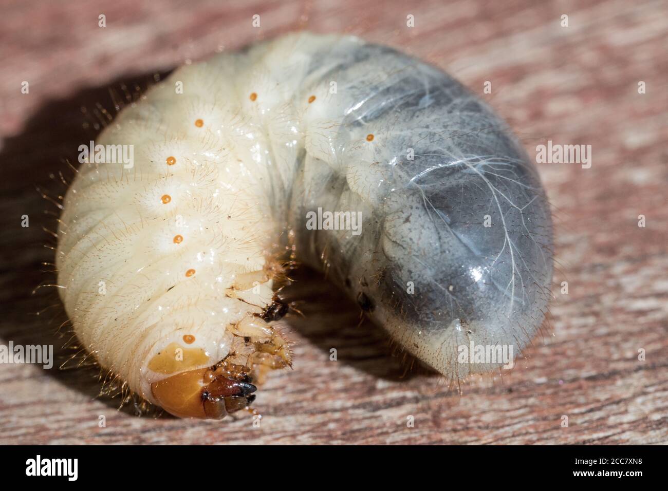 Curl grub hi-res stock photography and images - Alamy