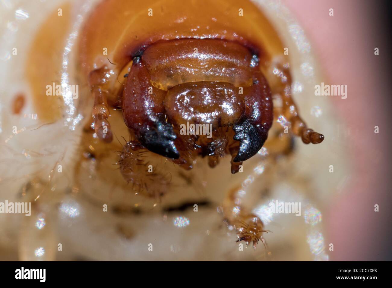 Curl grub hi-res stock photography and images - Alamy