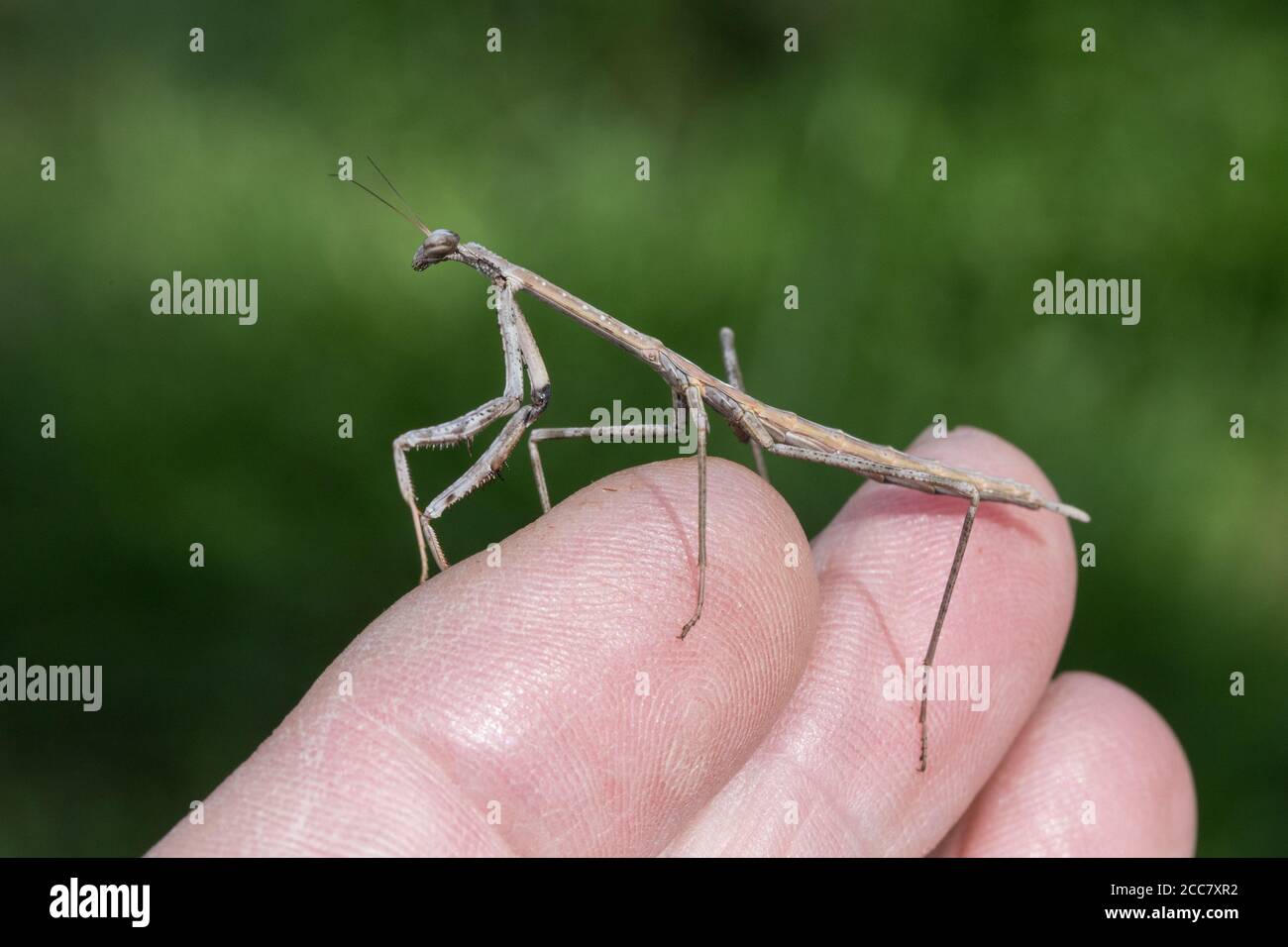 Hand held insect hi-res stock photography and images - Alamy