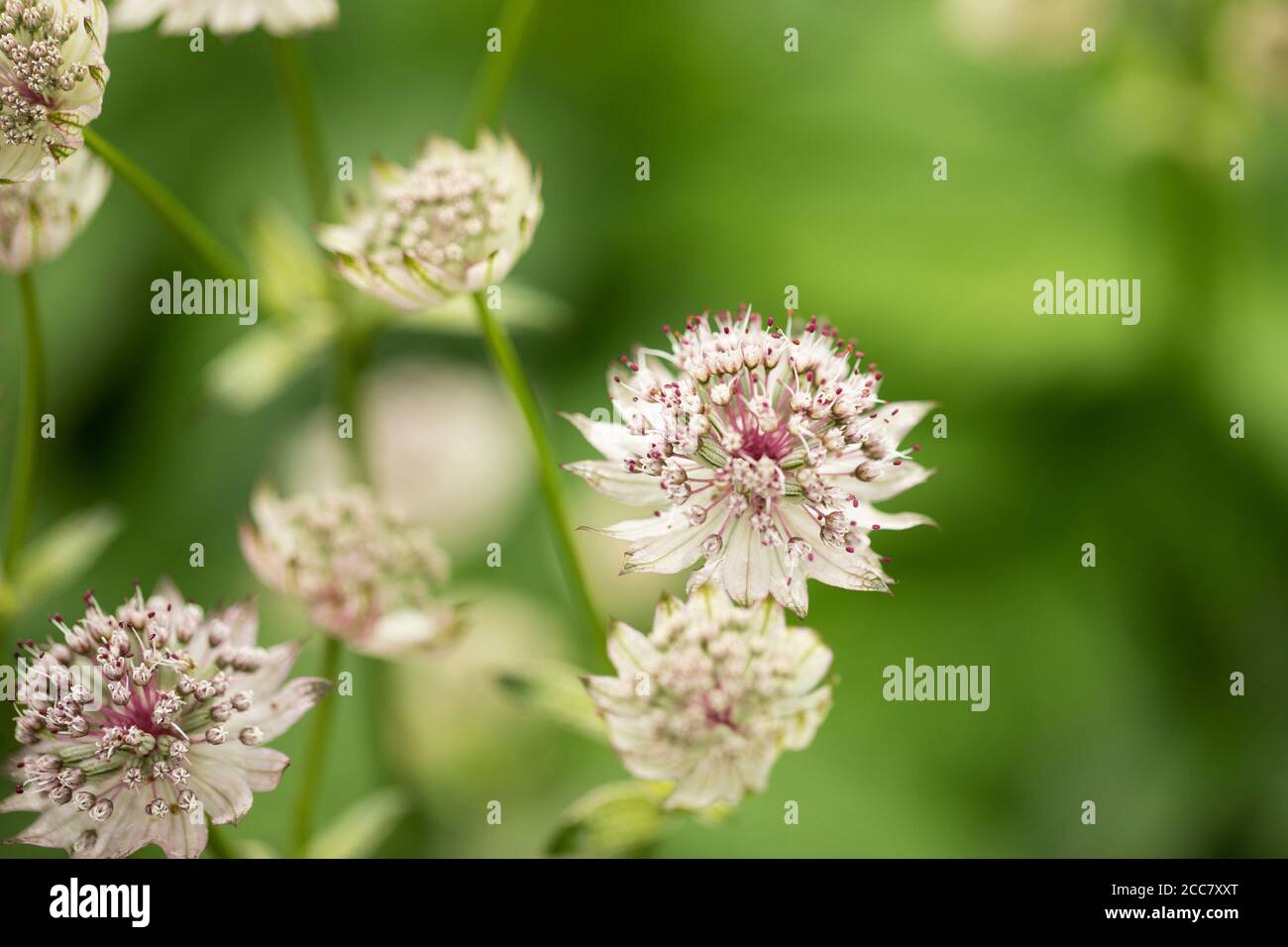 Family apiaceae hi-res stock photography and images - Alamy