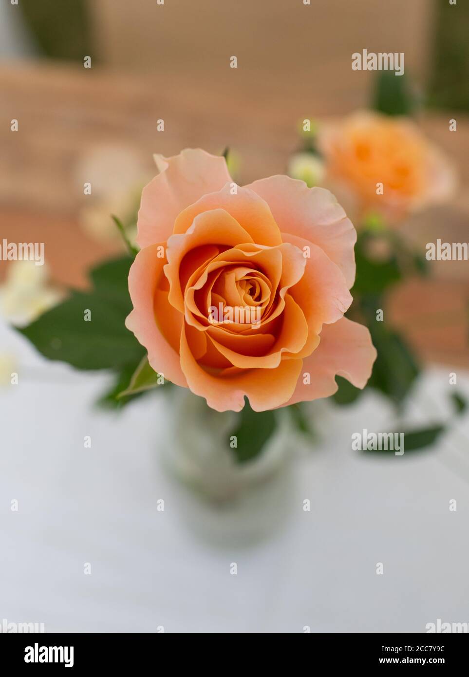 Peach coloured rose Stock Photo - Alamy