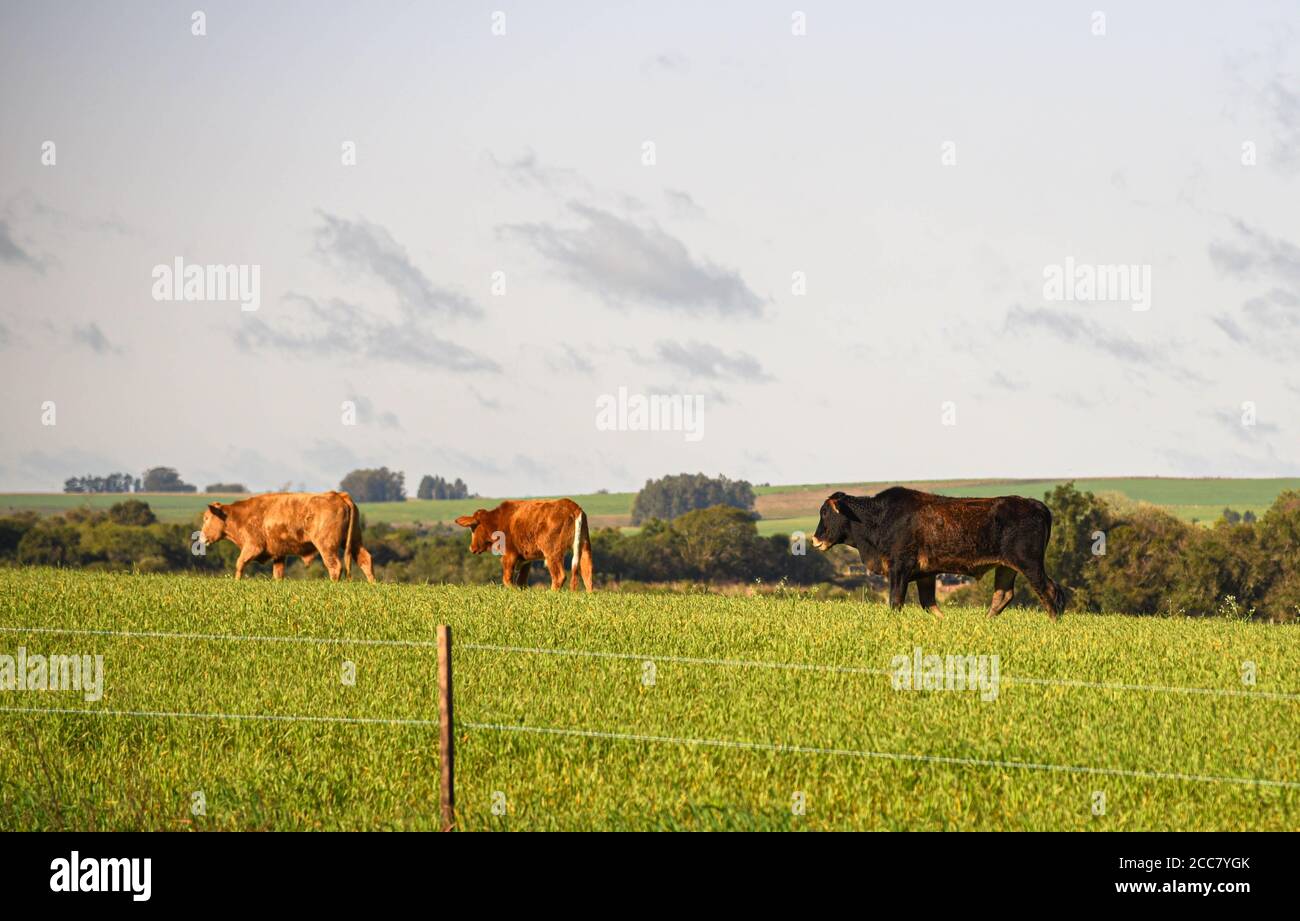 Farm animals on a livestock farm in Brazil. Production and creation ...
