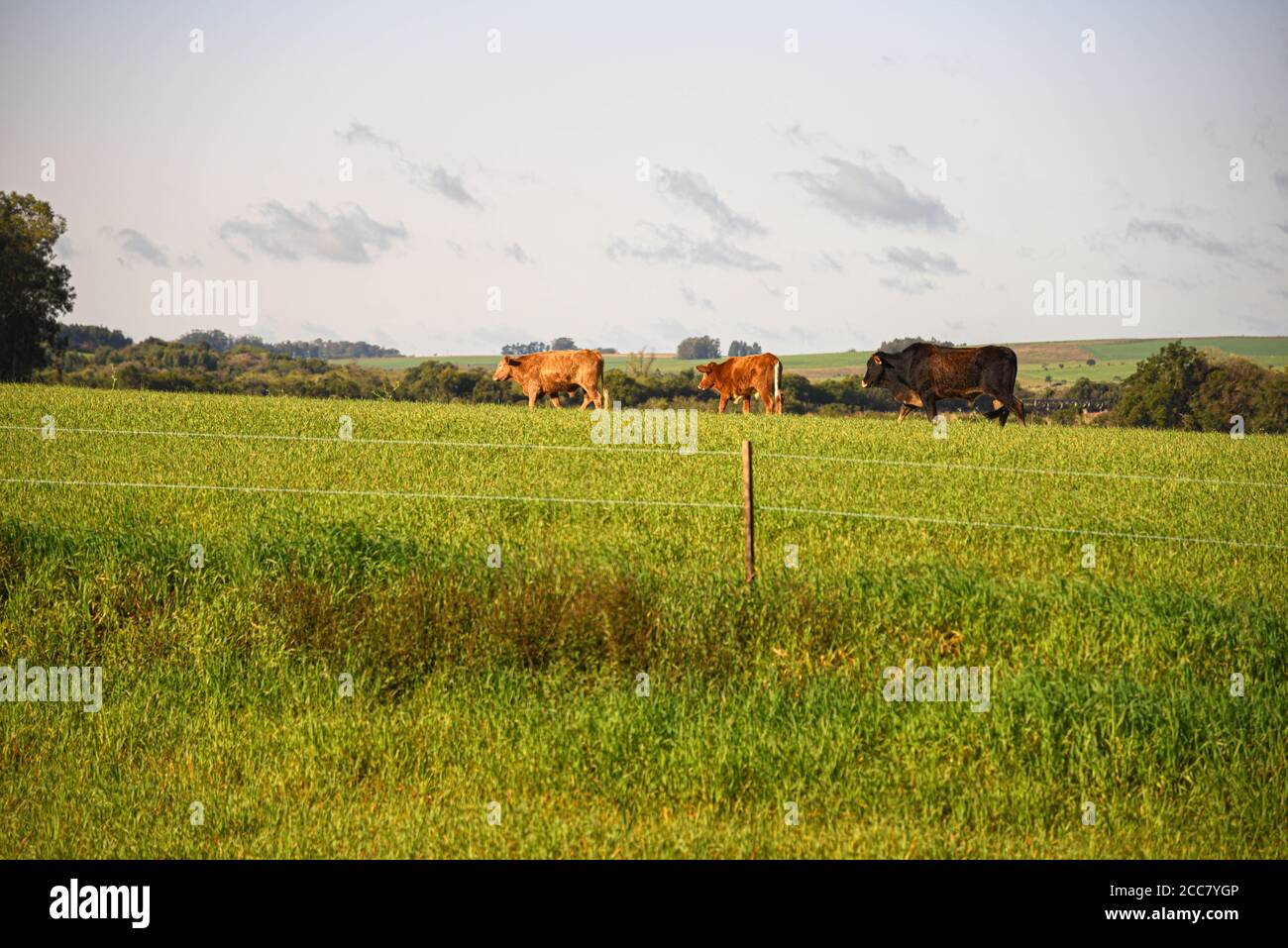 Farm animals on a livestock farm in Brazil. Production and creation ...