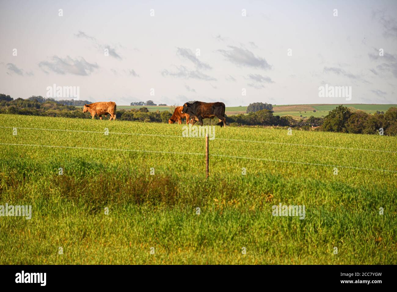Farm animals on a livestock farm in Brazil. Production and creation ...