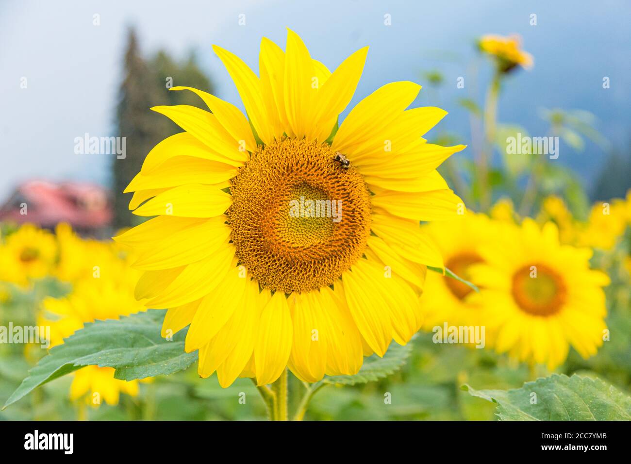 British columbia sunflower hi-res stock photography and images - Alamy