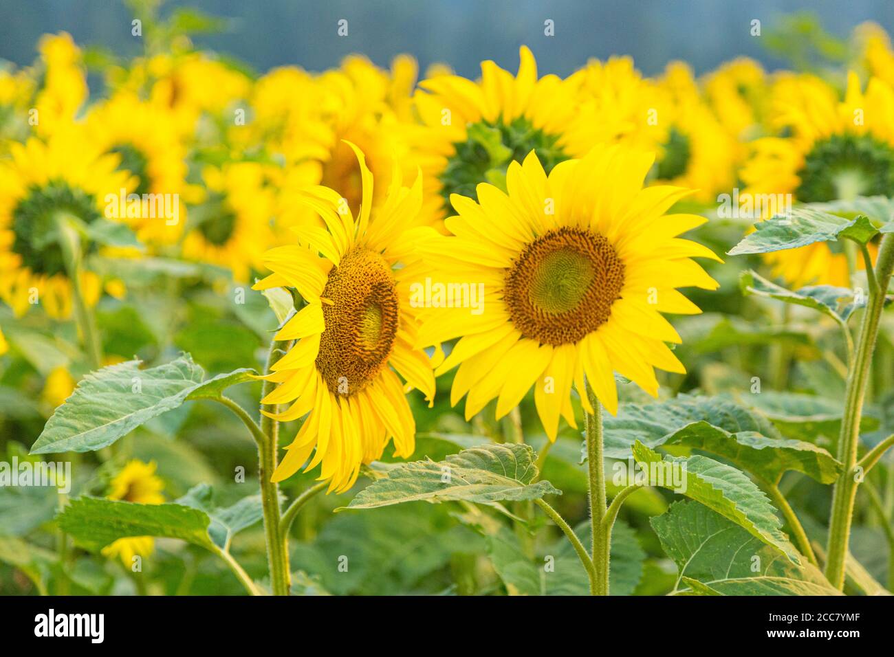 Sunflowers in Pemberton, BC, Canada Stock Photo - Alamy