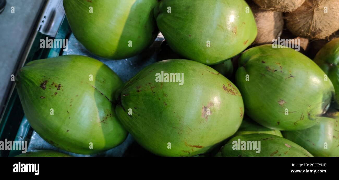 Fresh coconut fruits. The coconut tree (Cocos nucifera), is a member of ...