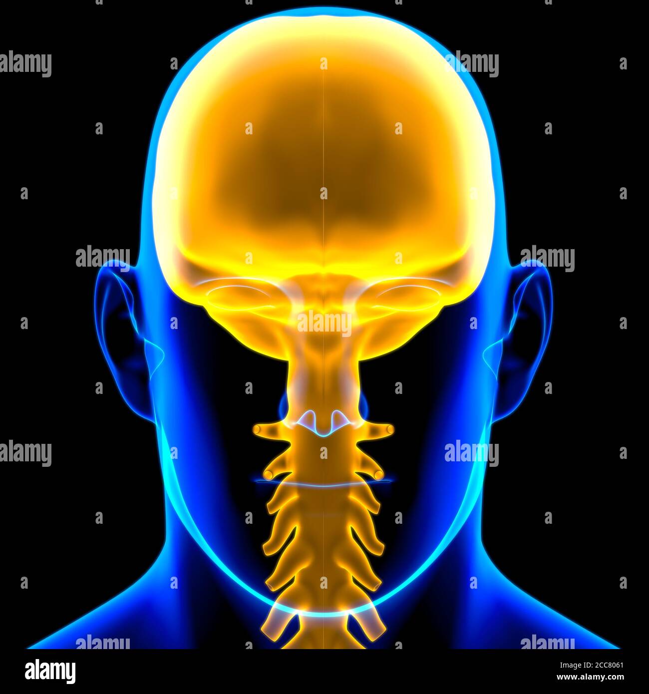 Dura mater Anatomy For Medical Concept 3D Illustration Stock Photo - Alamy