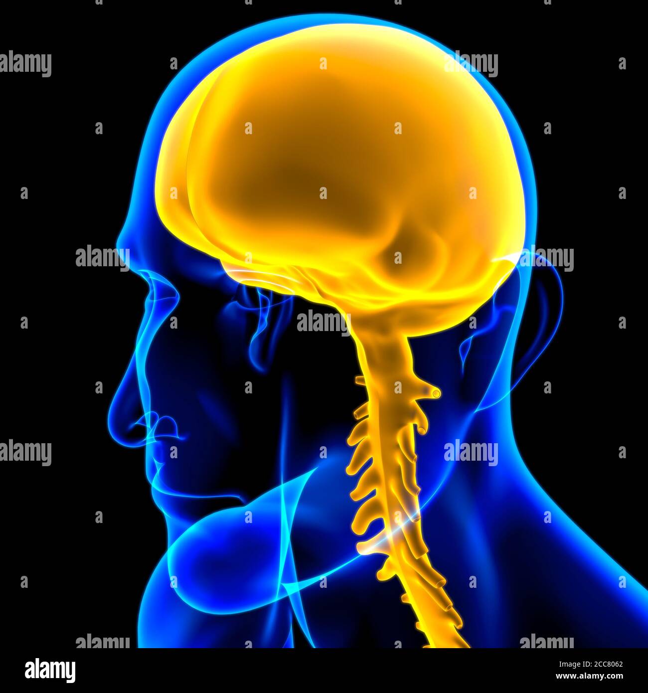 Dura mater Anatomy For Medical Concept 3D Illustration Stock Photo - Alamy