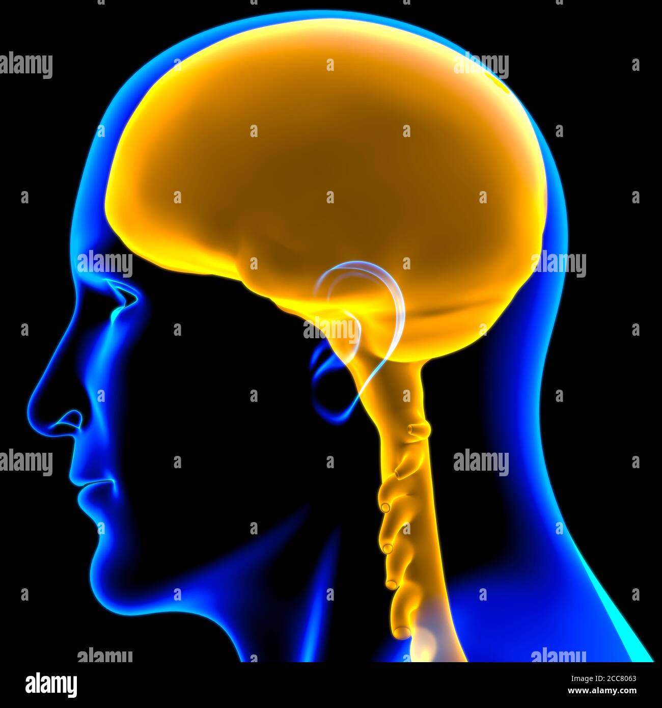 Dura mater Anatomy For Medical Concept 3D Illustration Stock Photo - Alamy