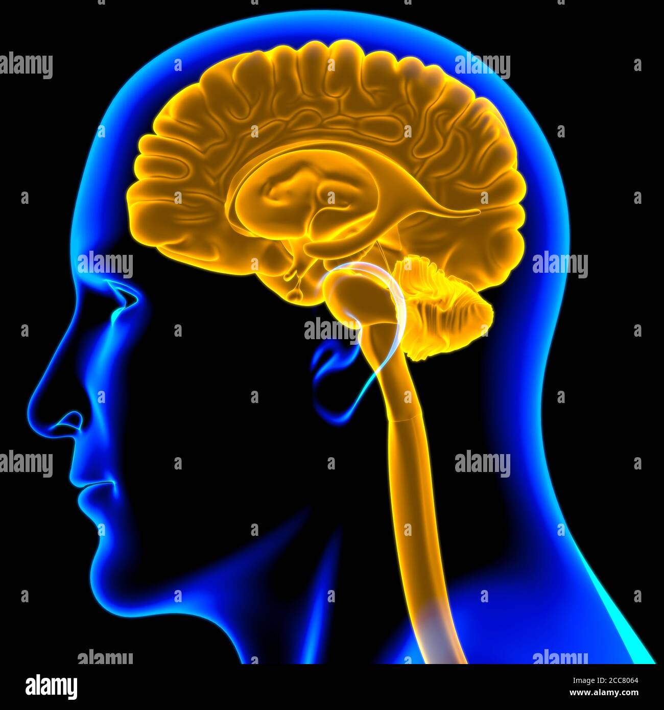 Human Brain inner parts Anatomy For Medical Concept 3D Illustration ...
