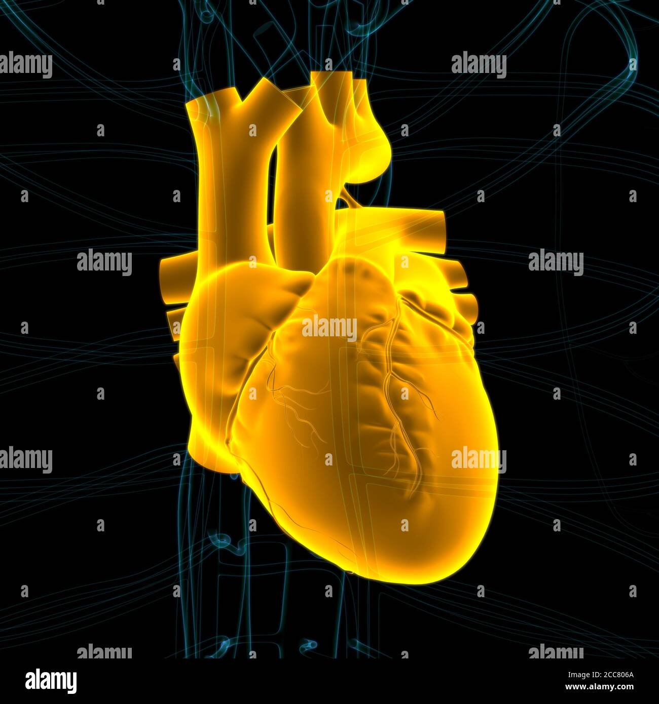 Human Heart Anatomy For Medical Concept 3D Illustration Stock Photo - Alamy