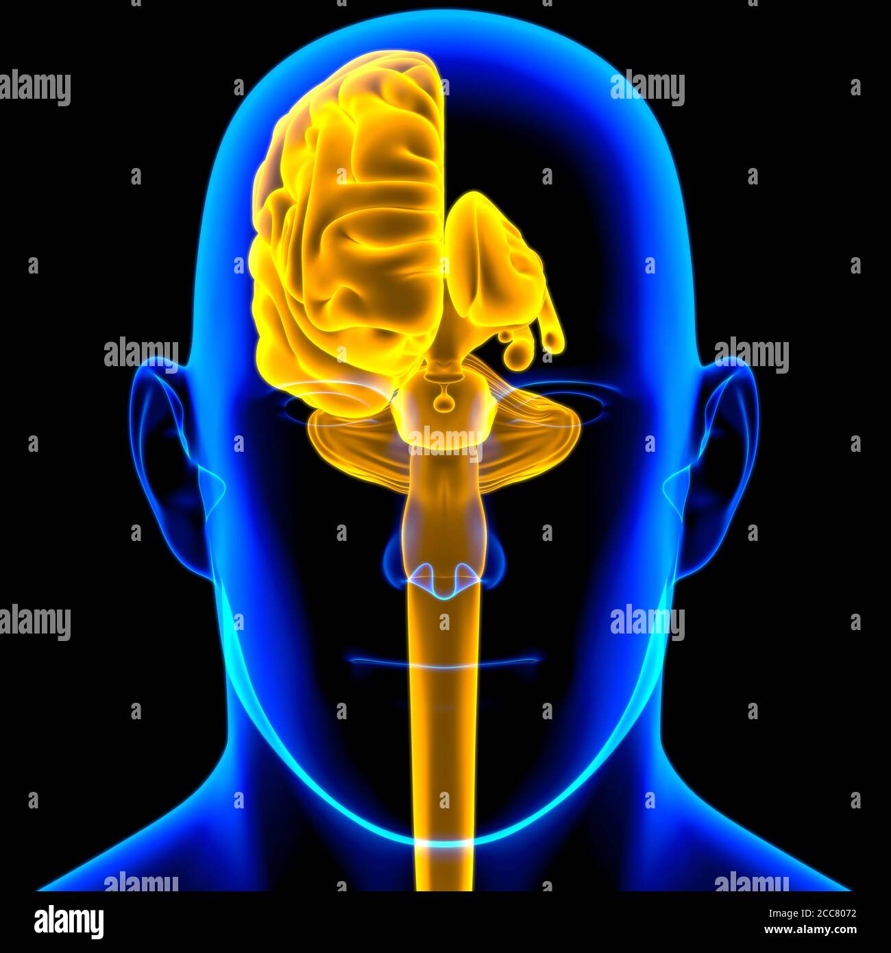 Human Brain inner parts Anatomy For Medical Concept 3D Illustration ...