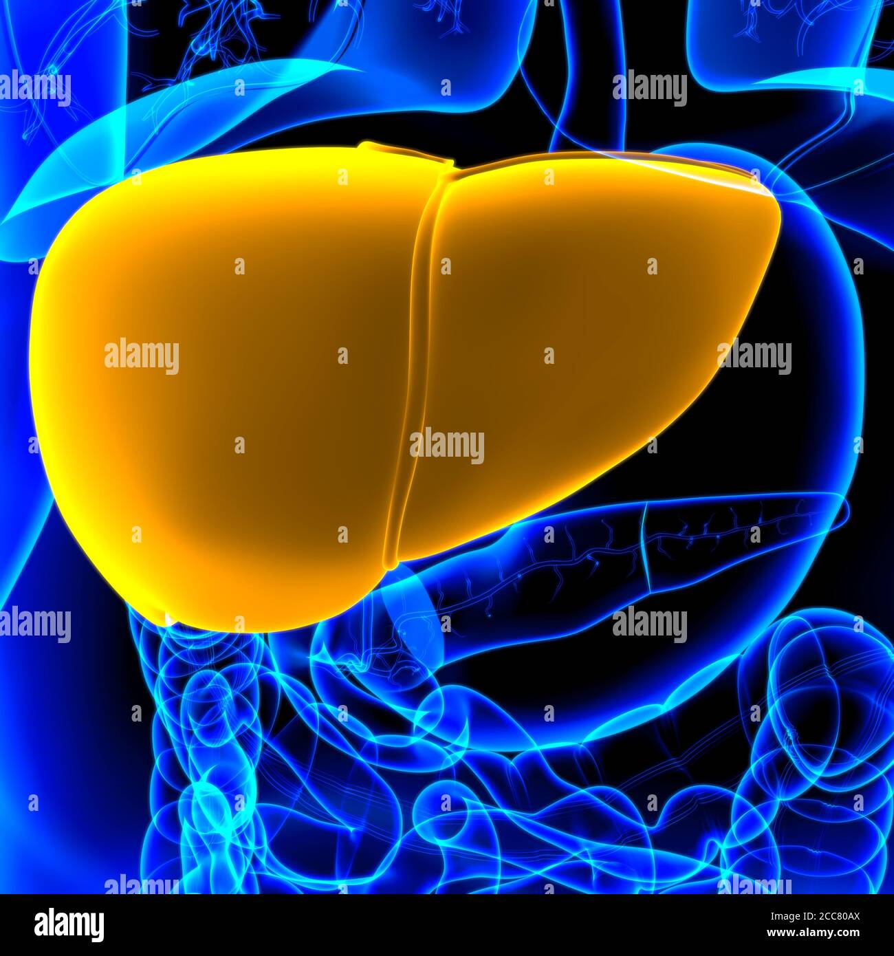 Liver 3D Illustration Human Digestive System Anatomy For Medical ...