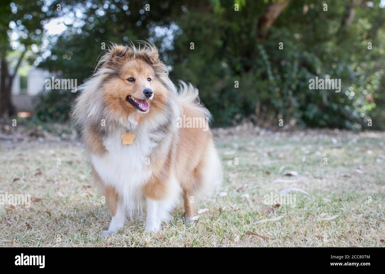 Mini sheltie hi-res stock photography and images - Alamy