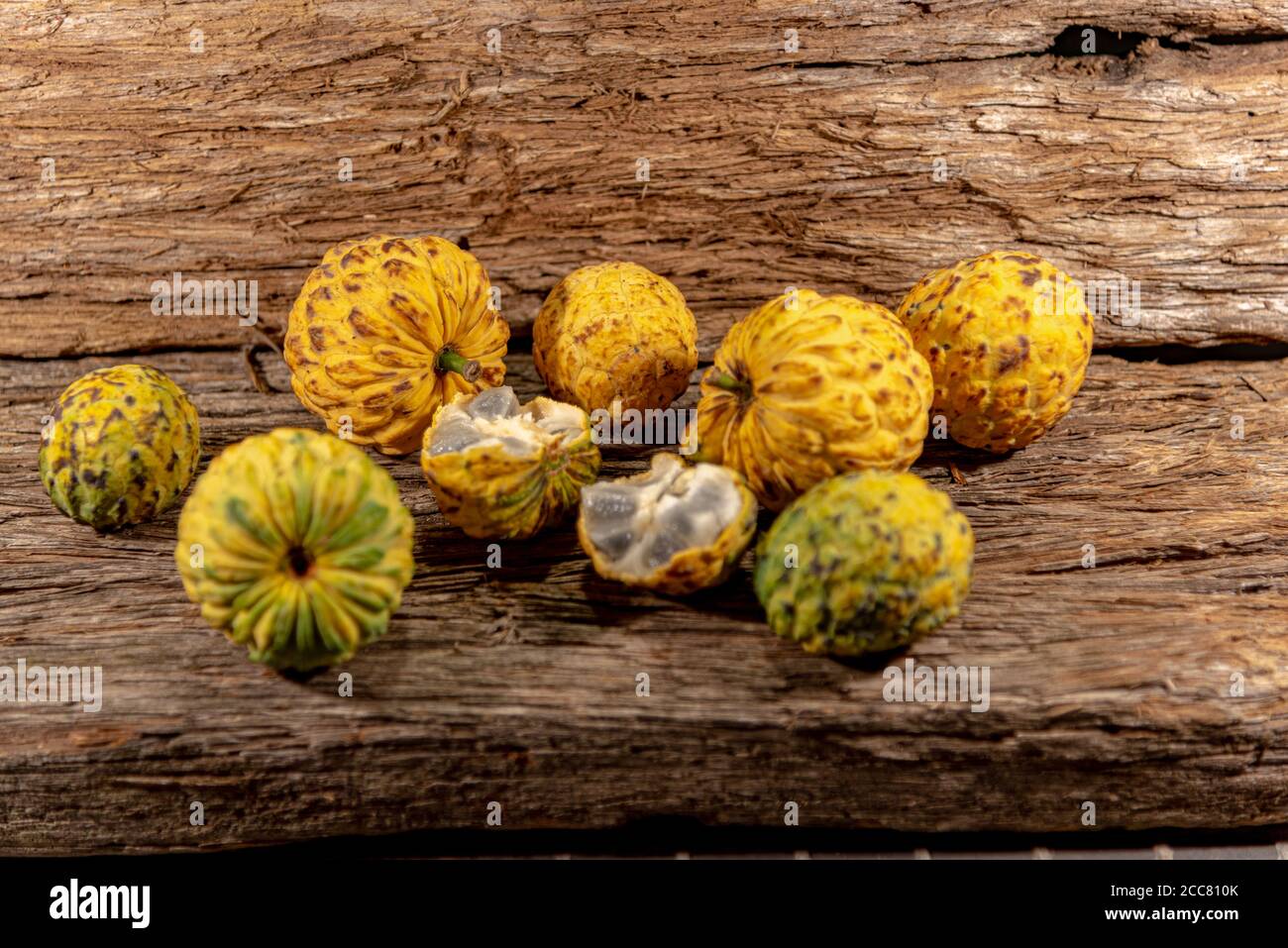 Fruit of the Annona crassiflora tree. The araticum is a fruit from the ...