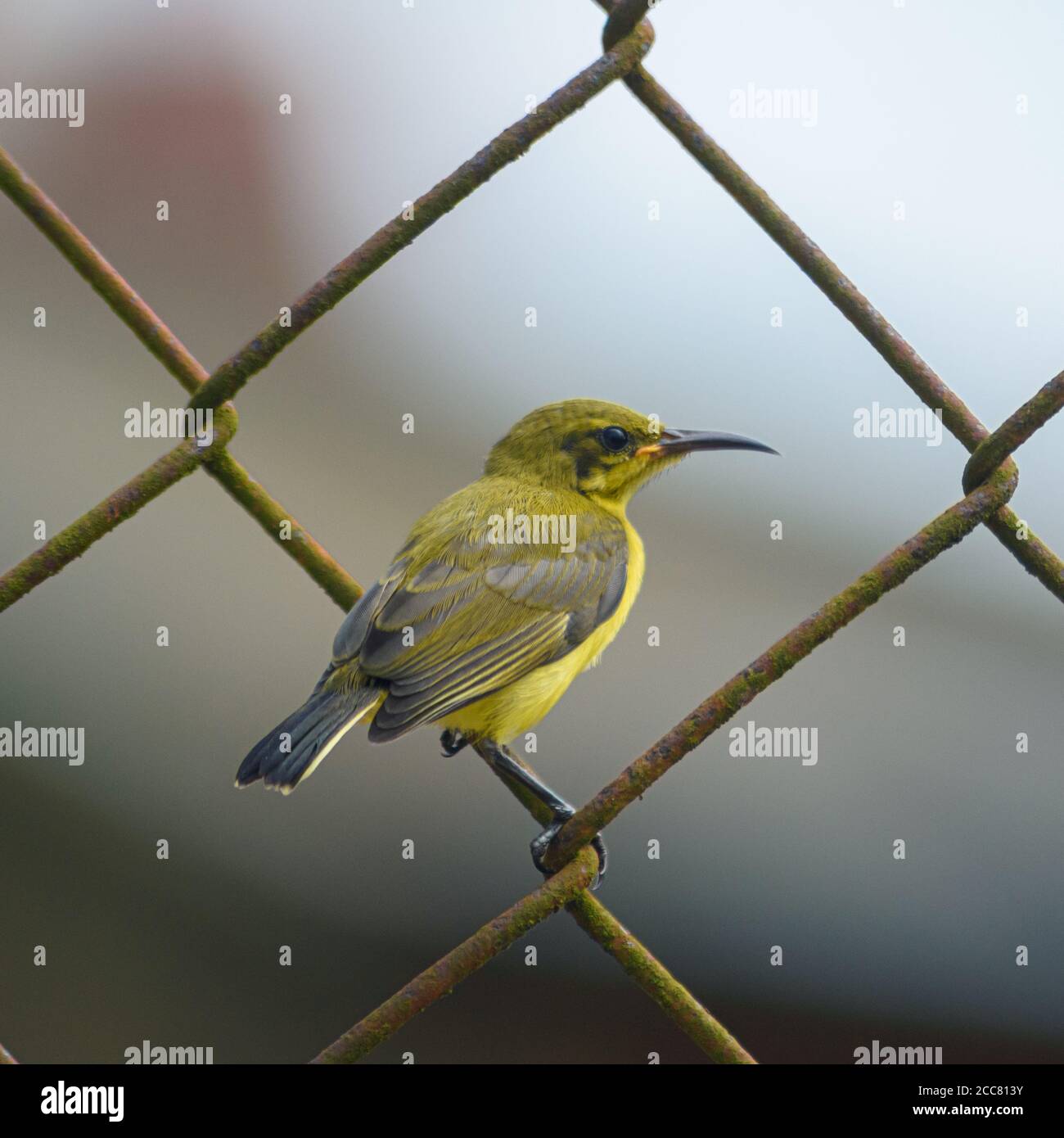 Yellow Humming Bird perching on a fence. Taken with NIKON D3400 Stock ...
