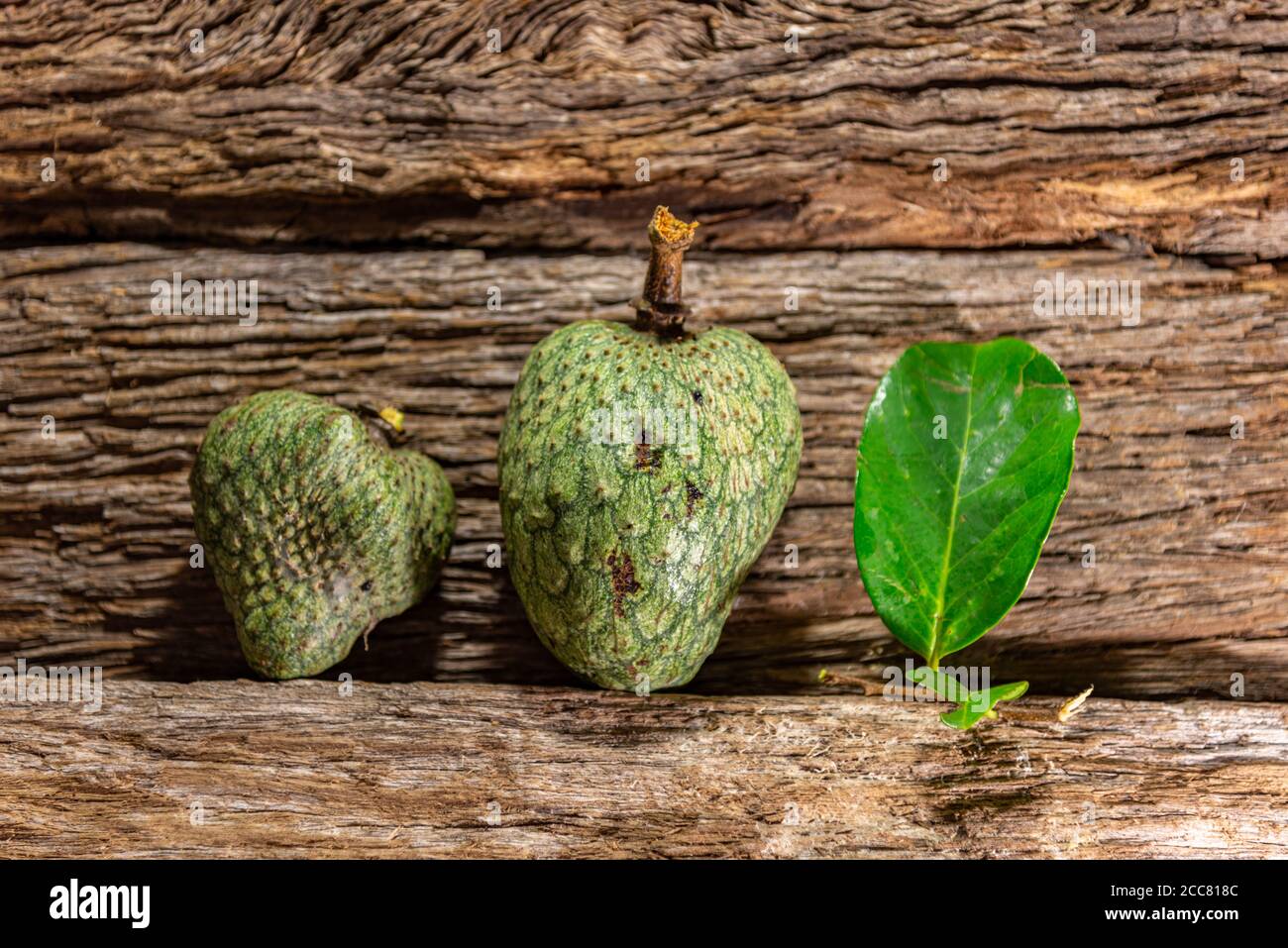 Atemoia fruit and leaf. Atemoia is a hybrid fruit that is obtained by ...