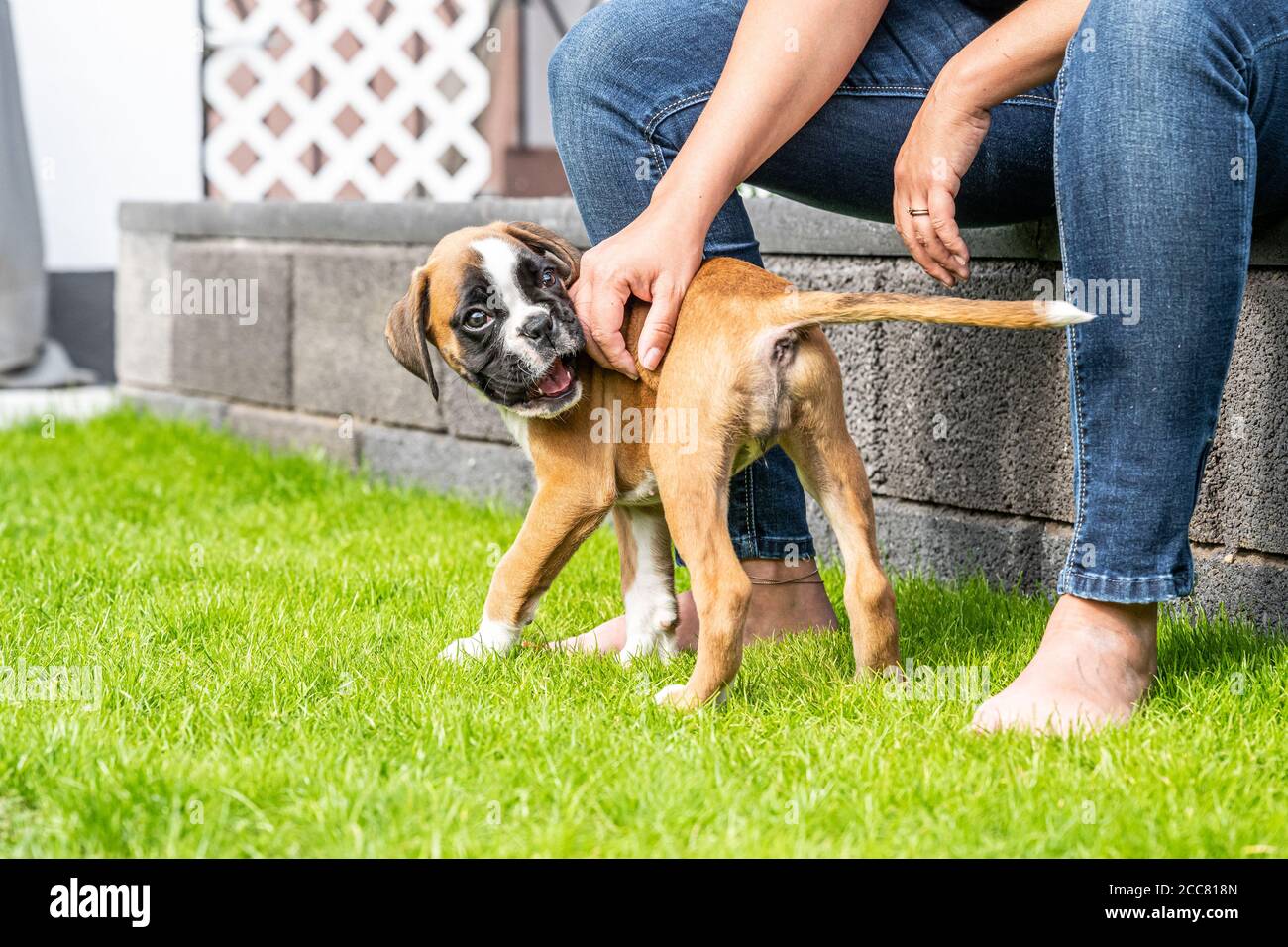 8 weeks young purebred golden puppy german boxer dog Stock Photo - Alamy