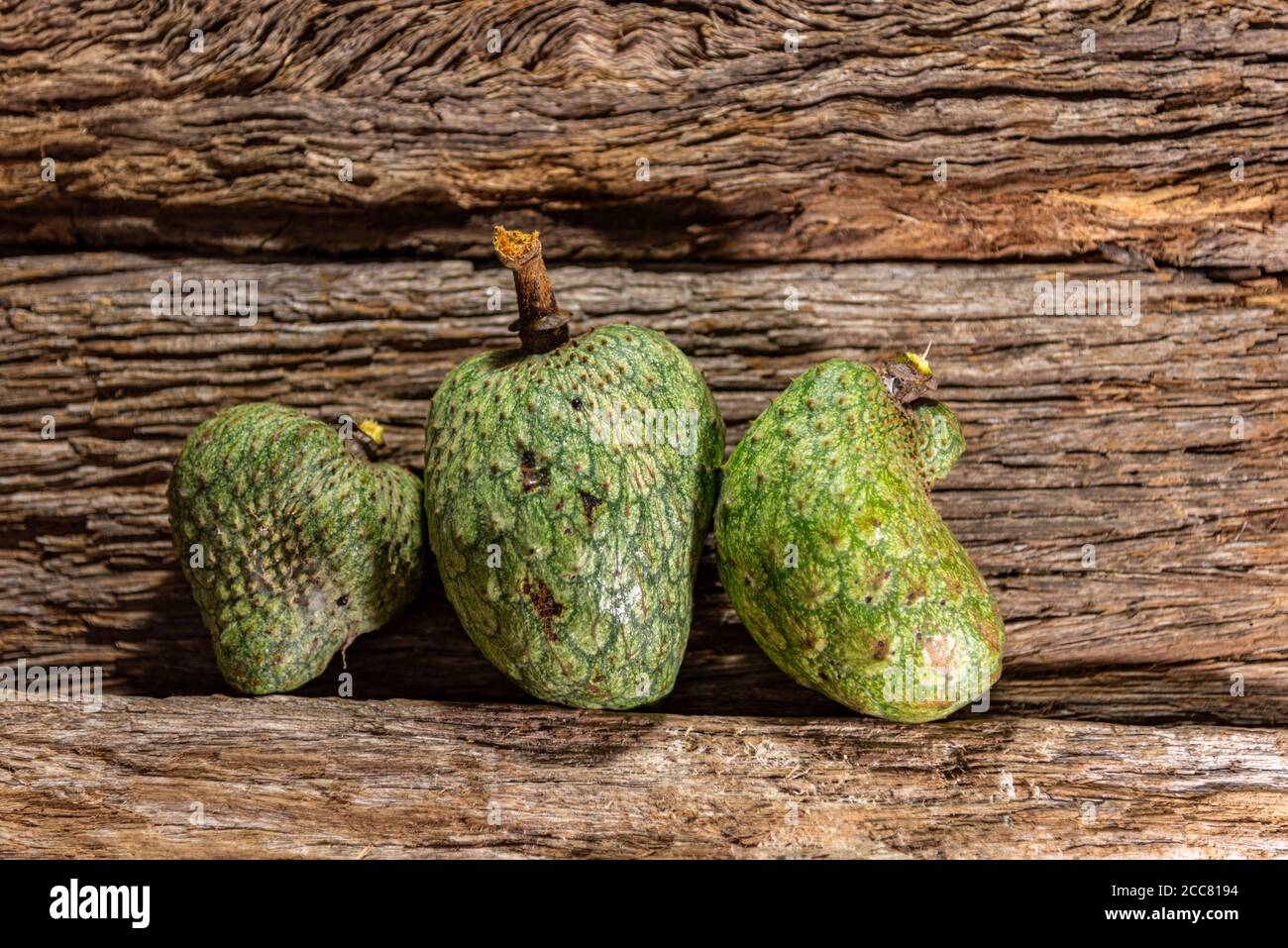 Atemoia fruit and leaf. Atemoia is a hybrid fruit that is obtained by ...