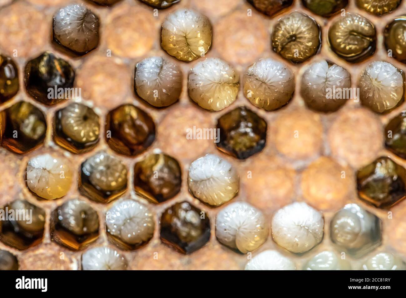 Honey bee beehive Wax Frame with bees breed, eggs and worms next ...