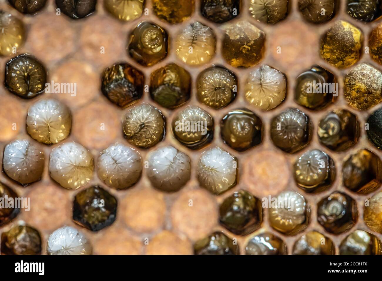 Honey bee beehive Wax Frame with bees breed, eggs and worms next ...