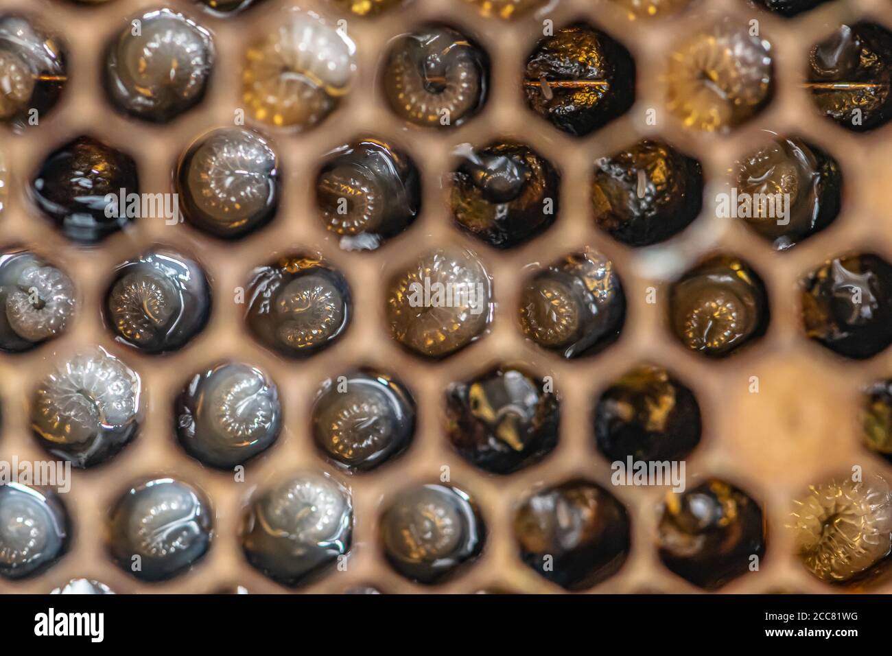 Honey bee beehive Wax Frame with bees breed, eggs and worms next ...