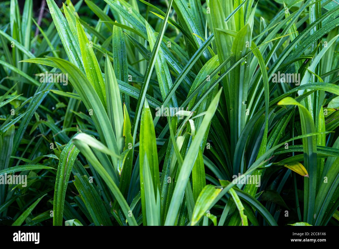 The Pandan plant in the garden for has fragrant leaves which are used ...