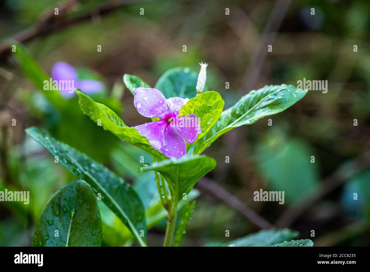 Indian Periwinkle High Resolution Stock Photography and Images - Alamy